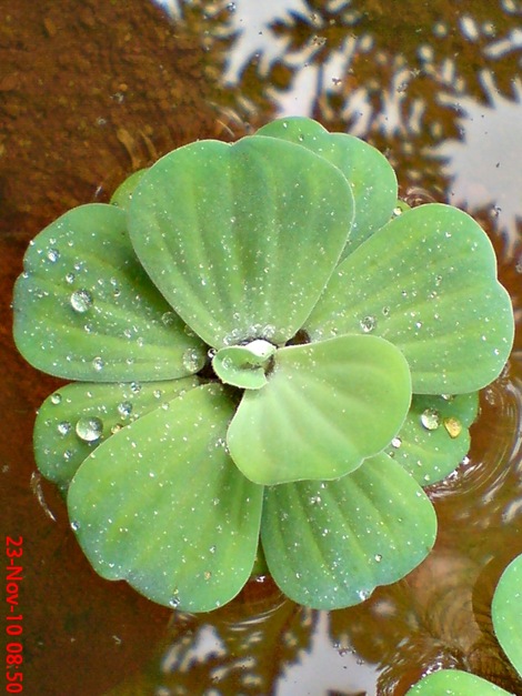 Tanaman Air Apu-Apu - water lettuce - Pistia stratiotes